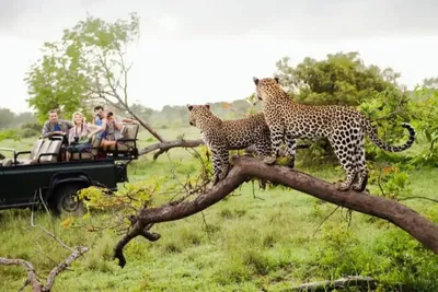 Feite oor luiperds | Luiperdkyk in Afrika se parke