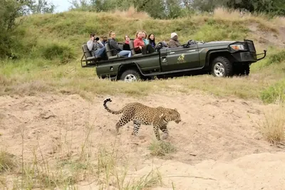 Feite oor luiperds | Luiperdkyk in Afrika se parke