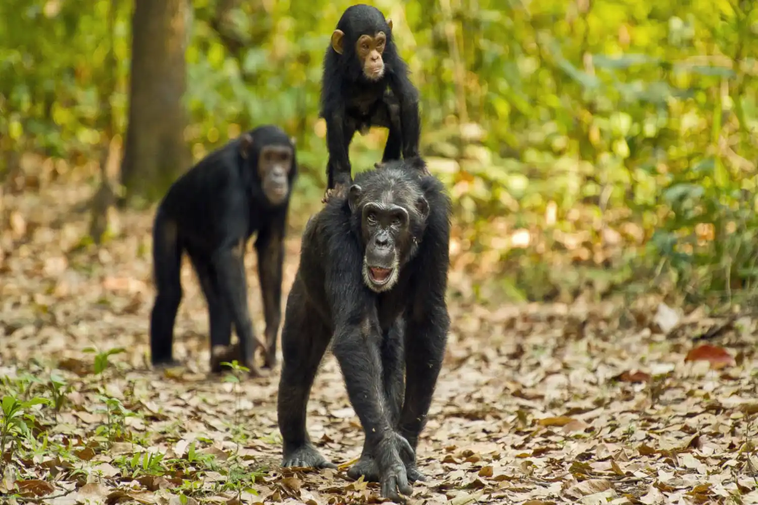 The Best Gombe National Park Tours : Price and Cost 2026 | 2027